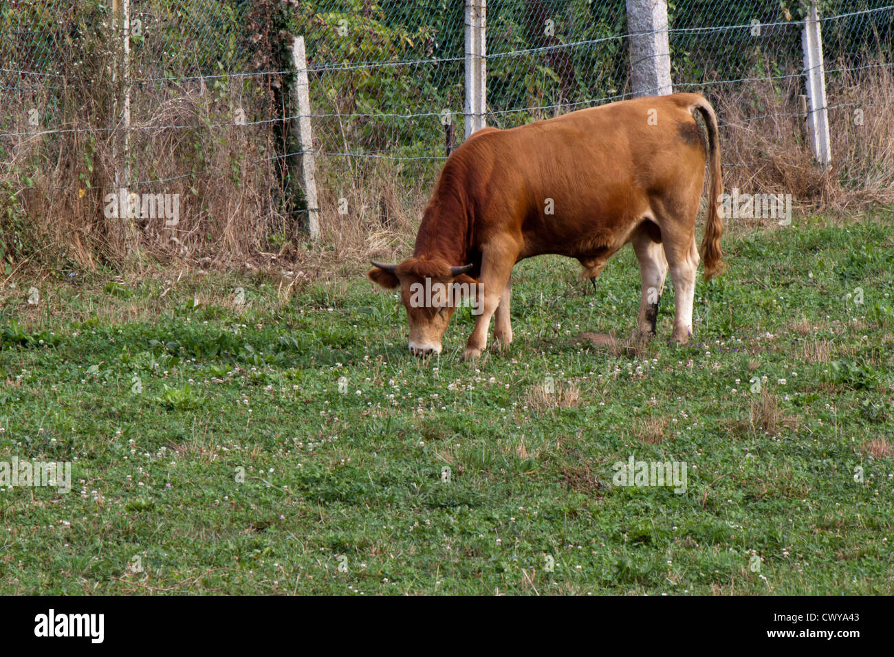 Cow eating cattle feed hi-res stock photography and images - Alamy