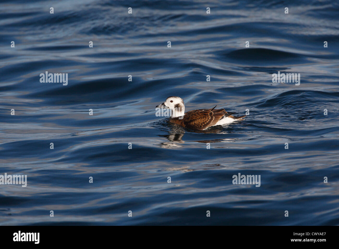 Long tailed duck uk hi-res stock photography and images - Alamy