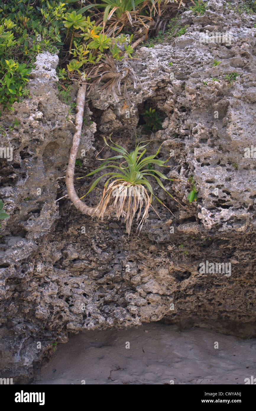 Sheer rock cliffs and precariously hanging palm trees on the coast of ...