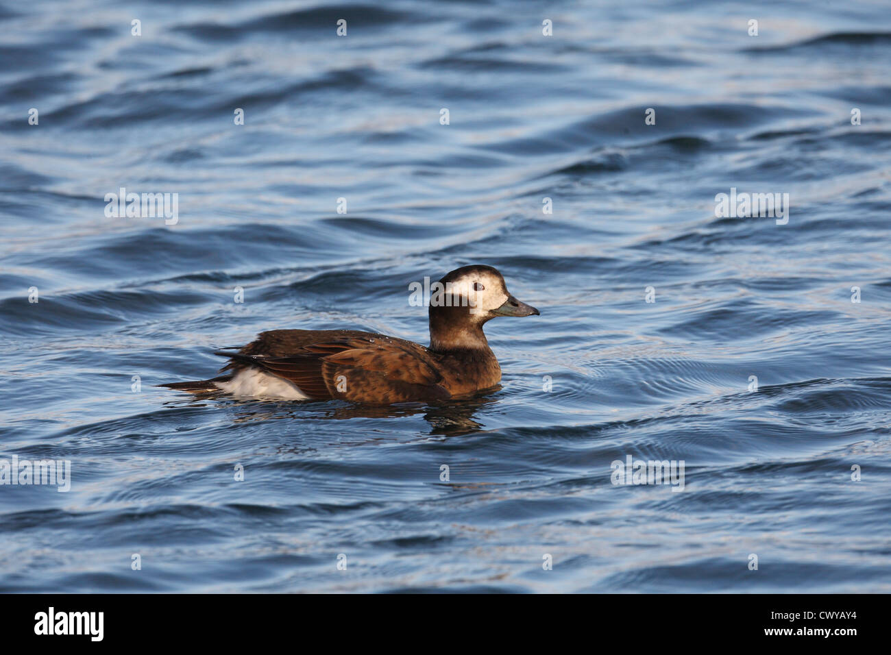 Long tailed duck uk hi-res stock photography and images - Alamy