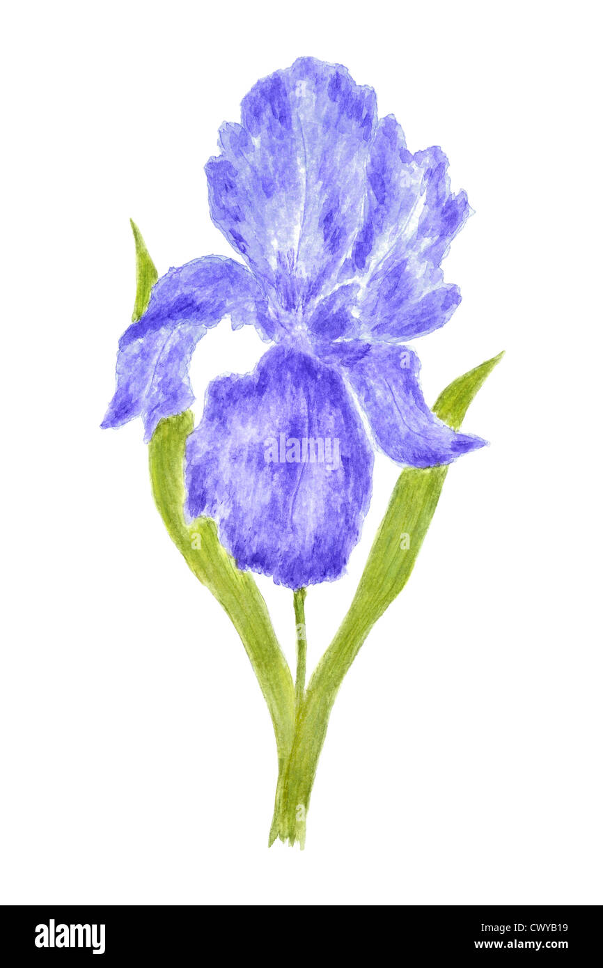 Iris flower on meadow Cut Out Stock Images & Pictures - Alamy