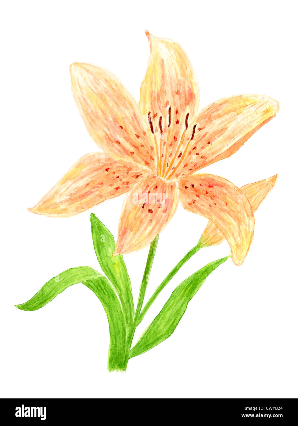 Lily Flower Watercolor Hand Drawn and Painted, Isolated on White ...