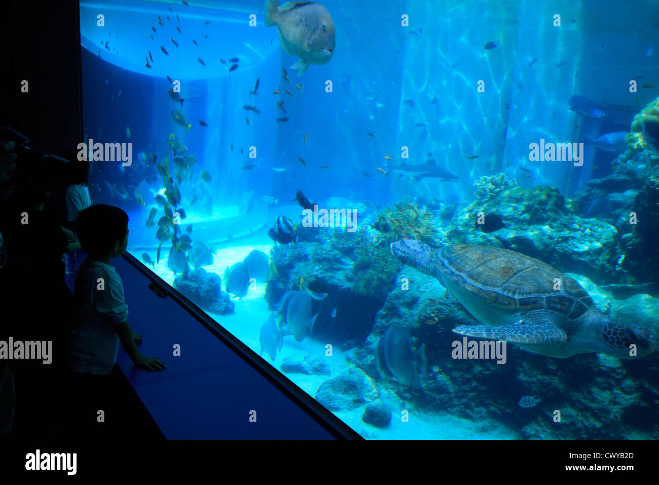 Colourful tropical fish enchant visitors to the Churaumi Aquarium in ...