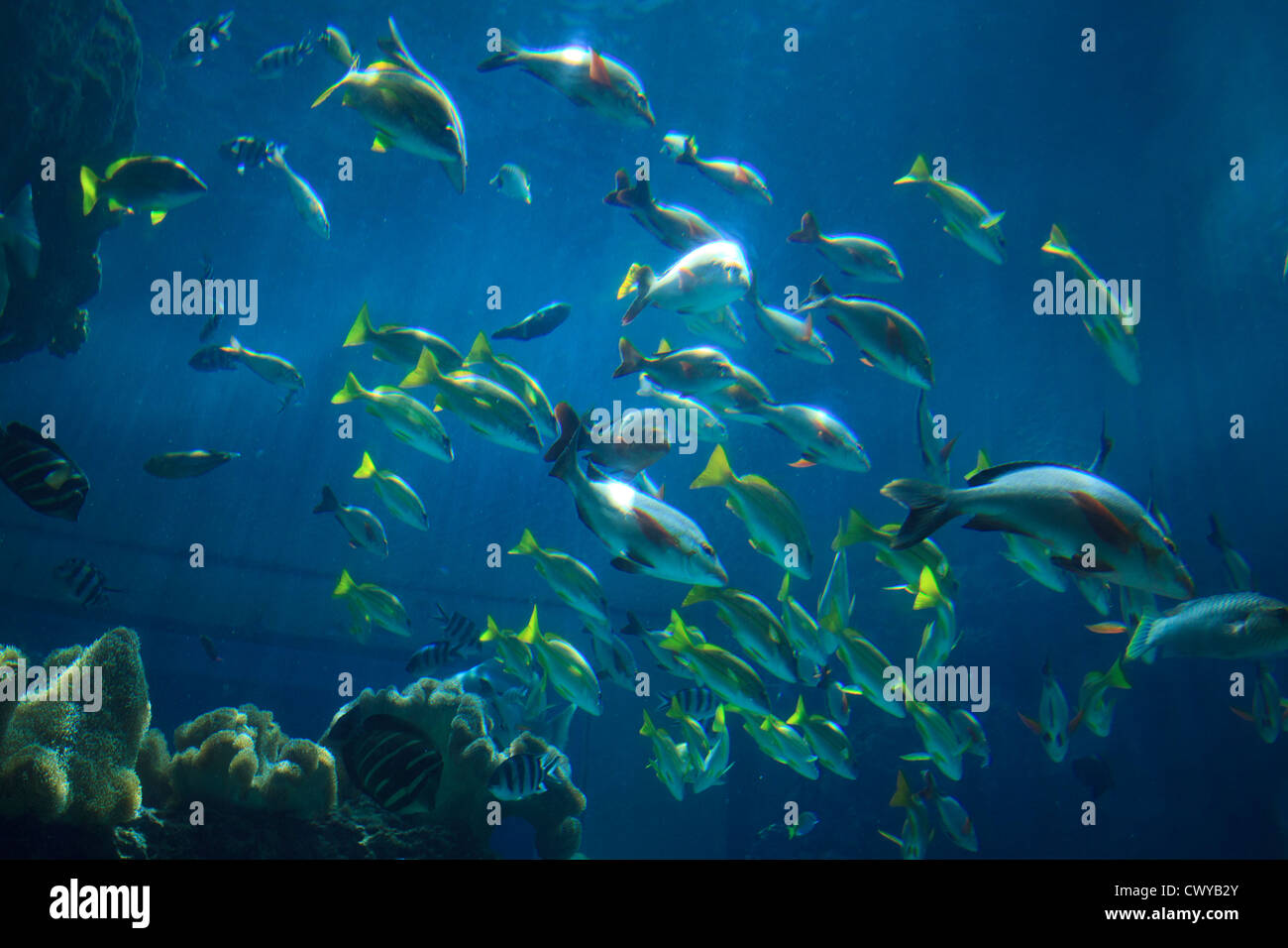 Many varieties of colourful tropical fish on display at the Churaumi ...