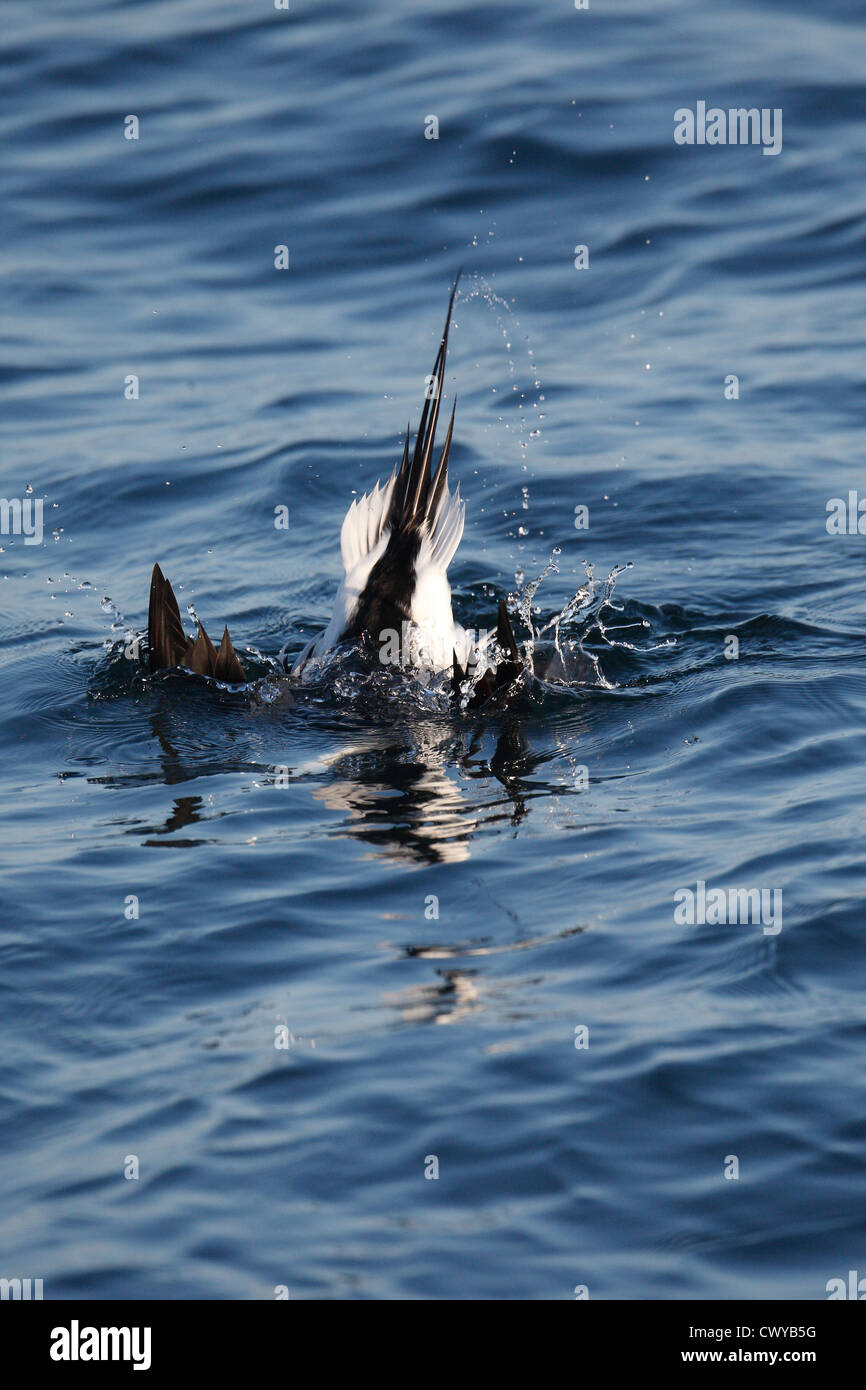 Long tailed ducks underwater hi-res stock photography and images - Alamy