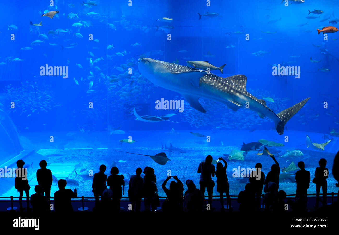 Japanese Aquarium Whale Shark High Resolution Stock Photography and ...