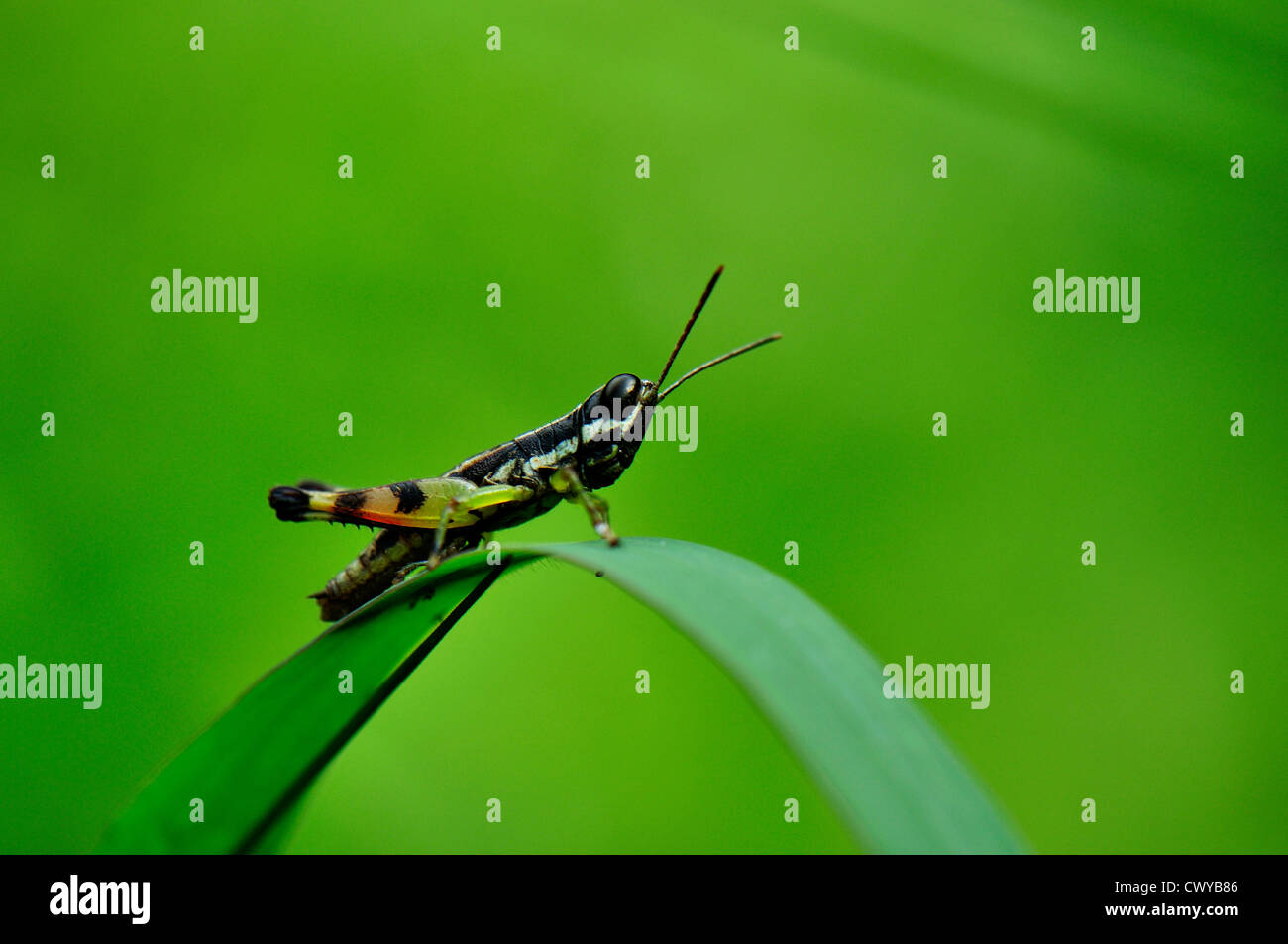 Hidden support system Stock Photo - Alamy