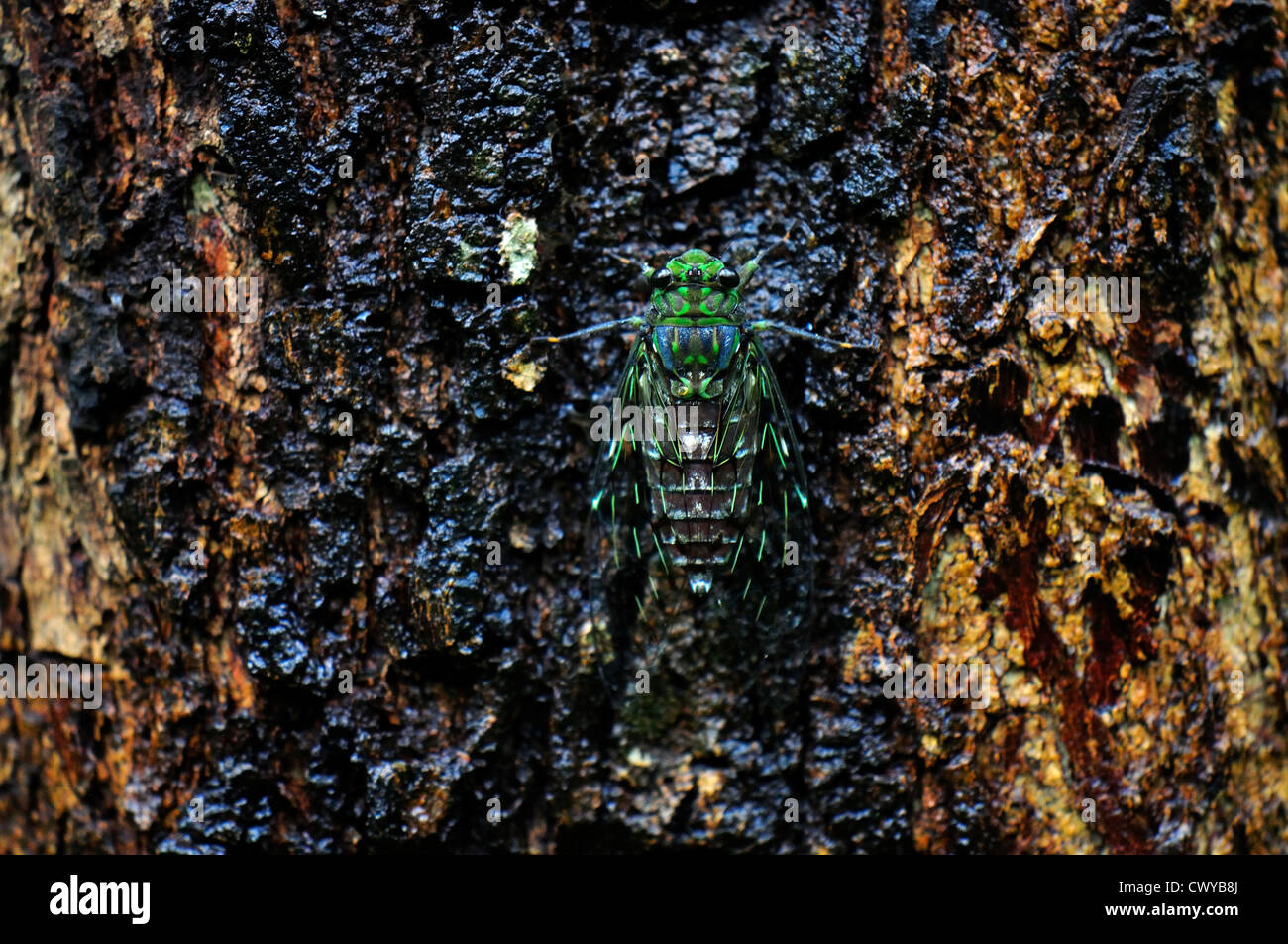 Cicada sound hi-res stock photography and images - Alamy