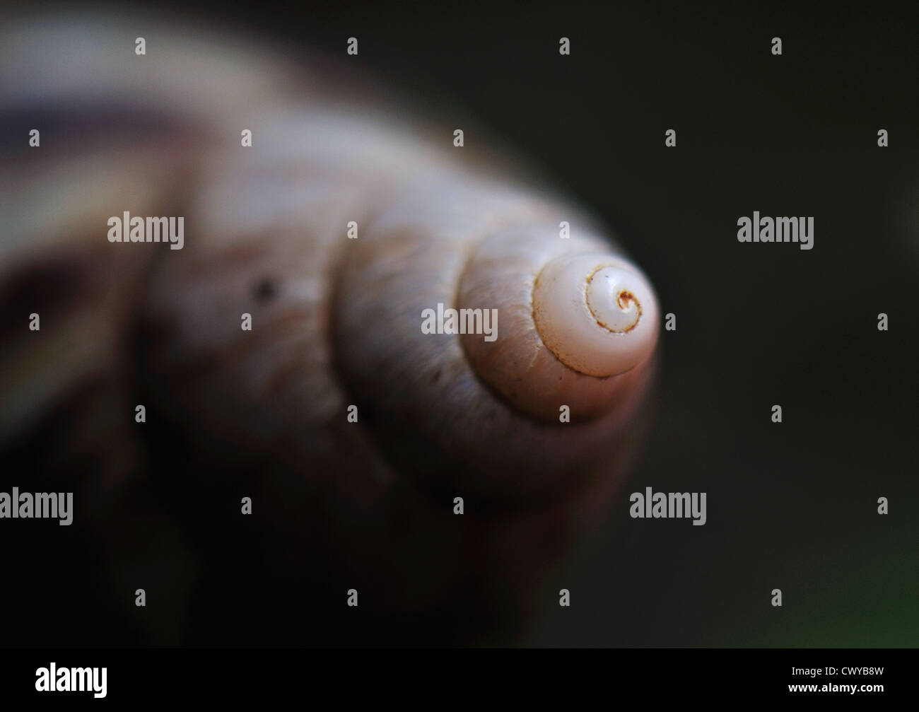 Swirl shell hi-res stock photography and images - Alamy