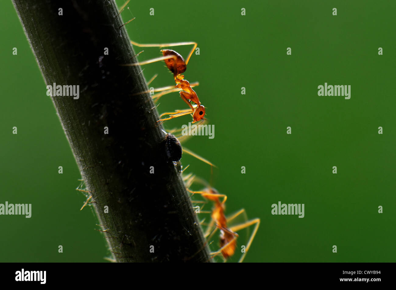 Weaver ants and water droplet Stock Photo - Alamy