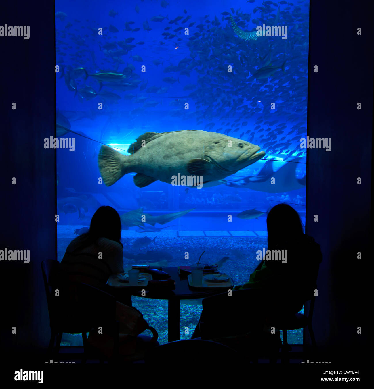 A giant Grouper fish swims past diners in the restaurant at Churaumi ...