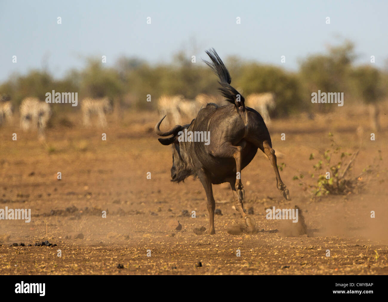 blue wildebeest running Stock Photo - Alamy