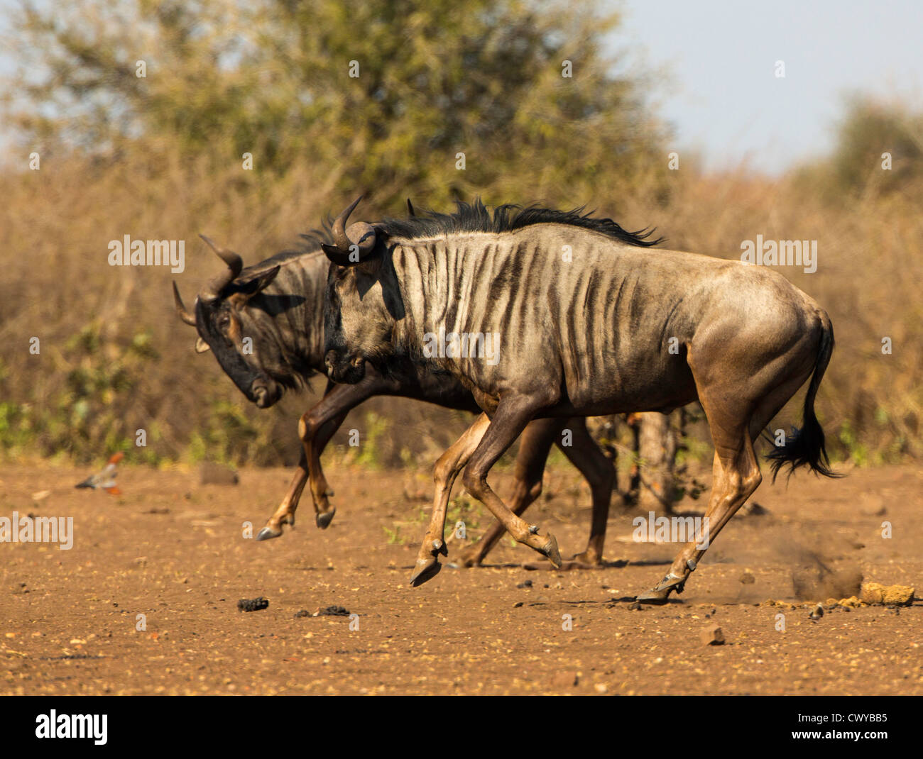 Wildebeest running two hi-res stock photography and images - Alamy
