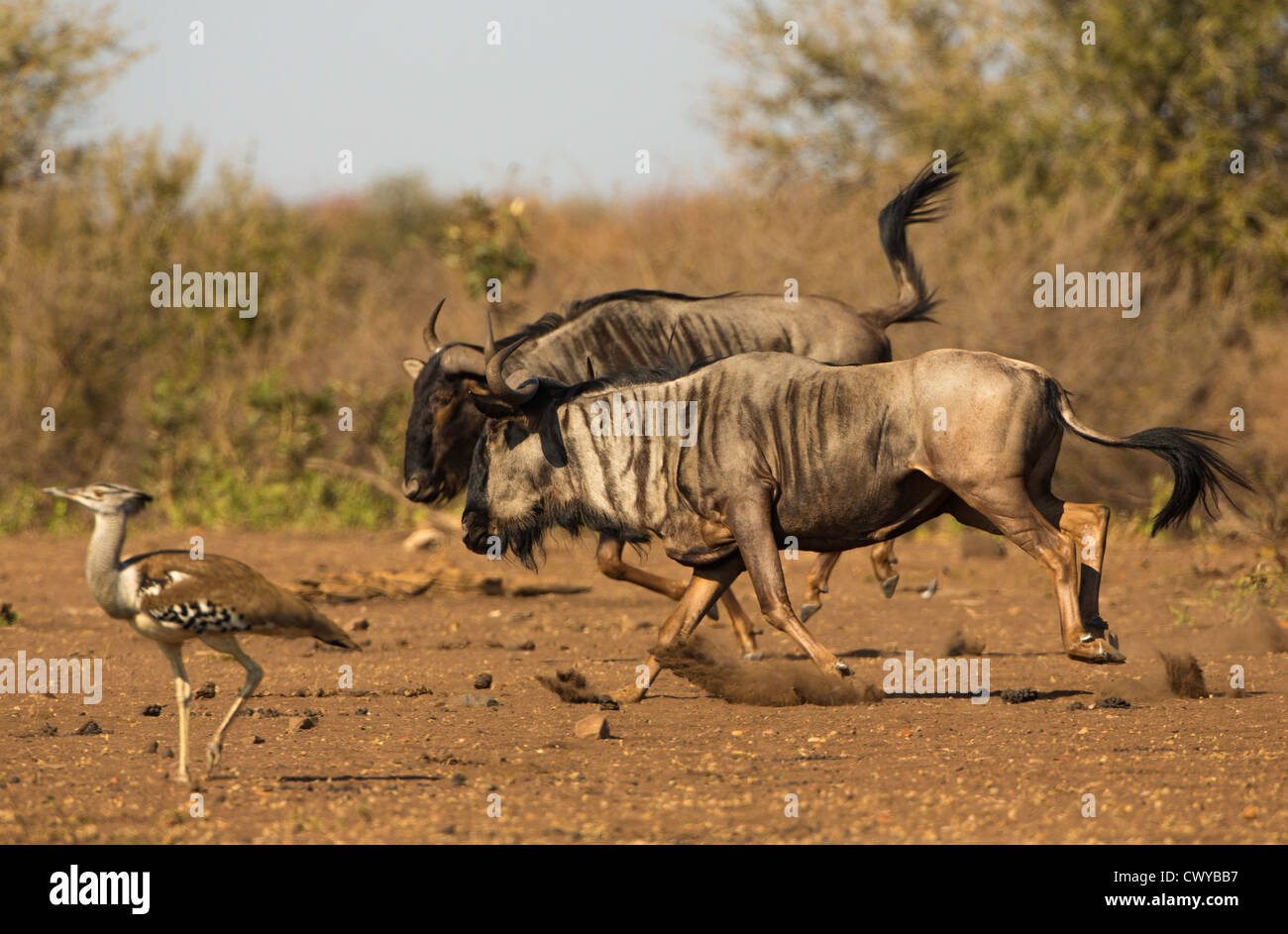 blue wildebeest running Stock Photo - Alamy