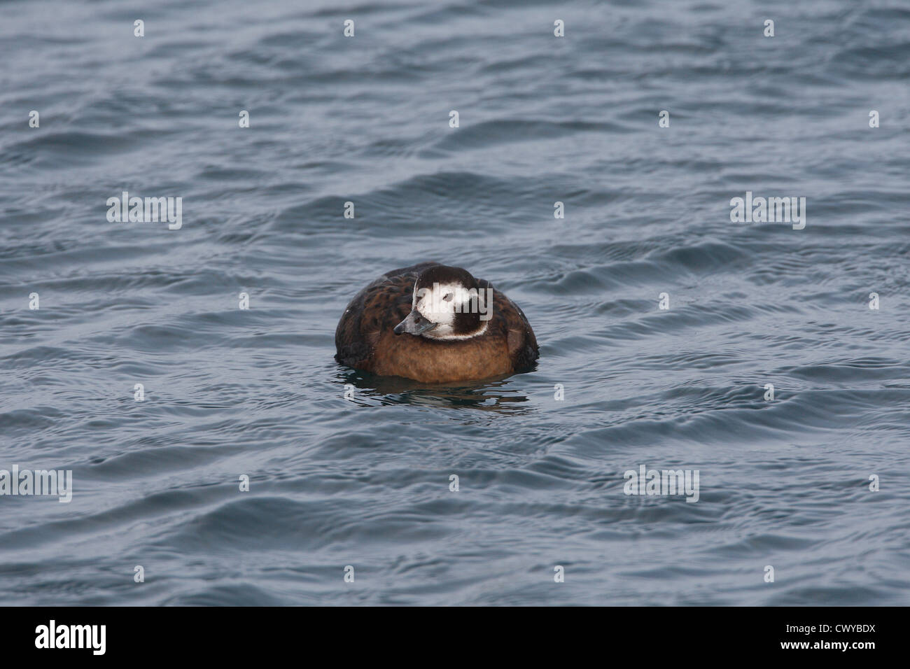 Long tailed duck uk hi-res stock photography and images - Alamy