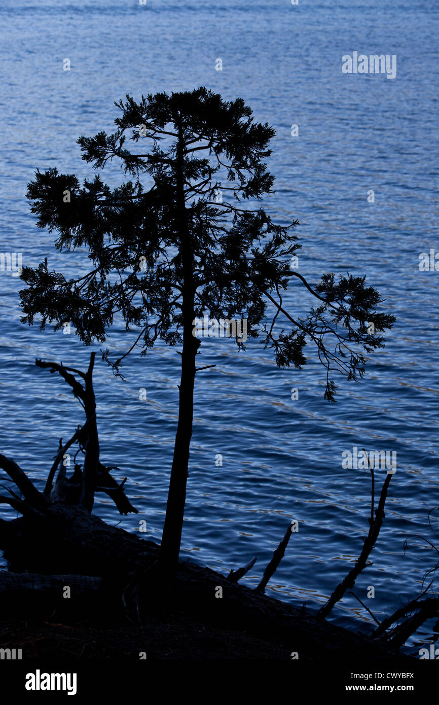 Outline of a little pine Stock Photo - Alamy