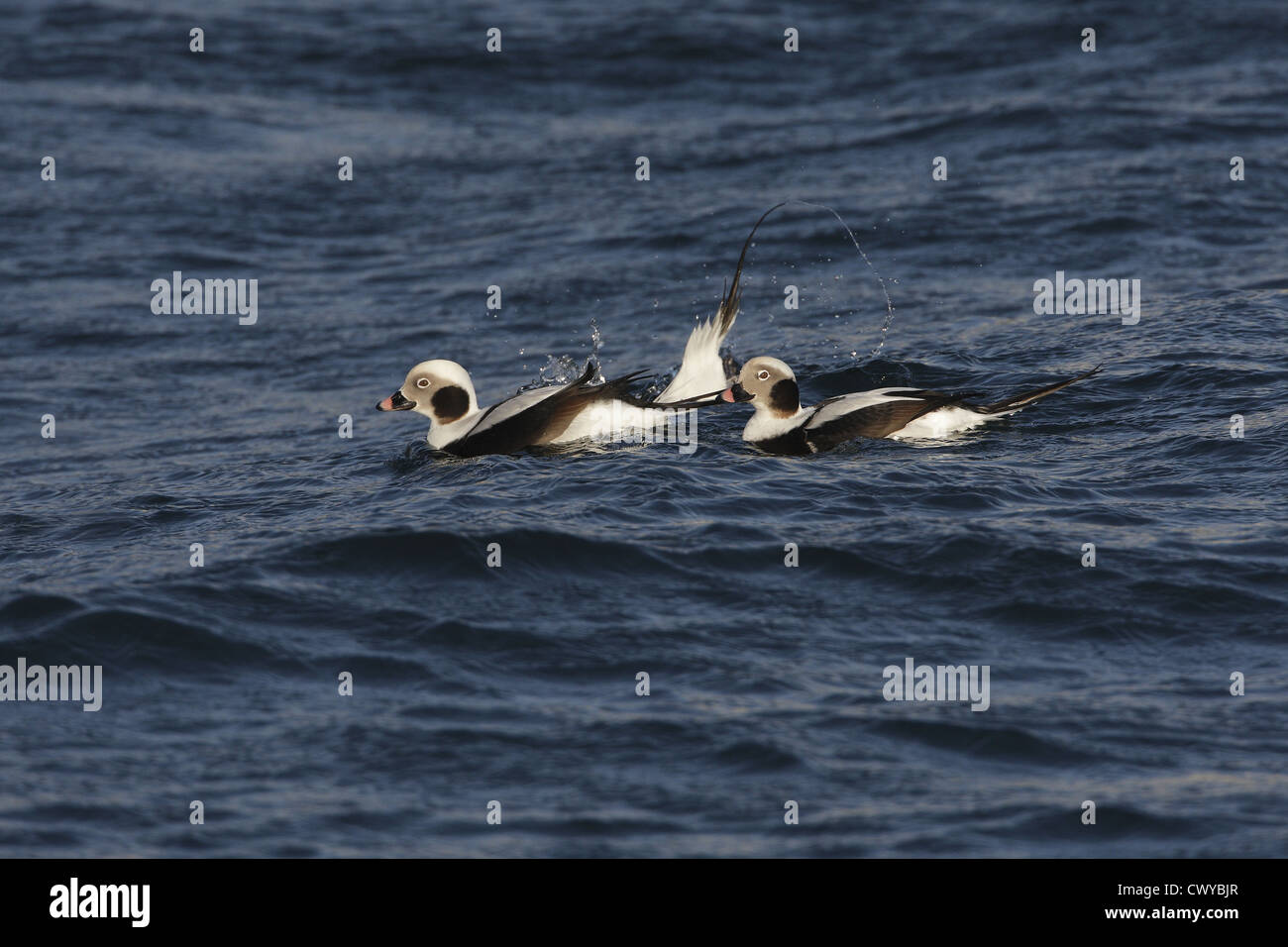 Long tailed ducks underwater hi-res stock photography and images - Alamy