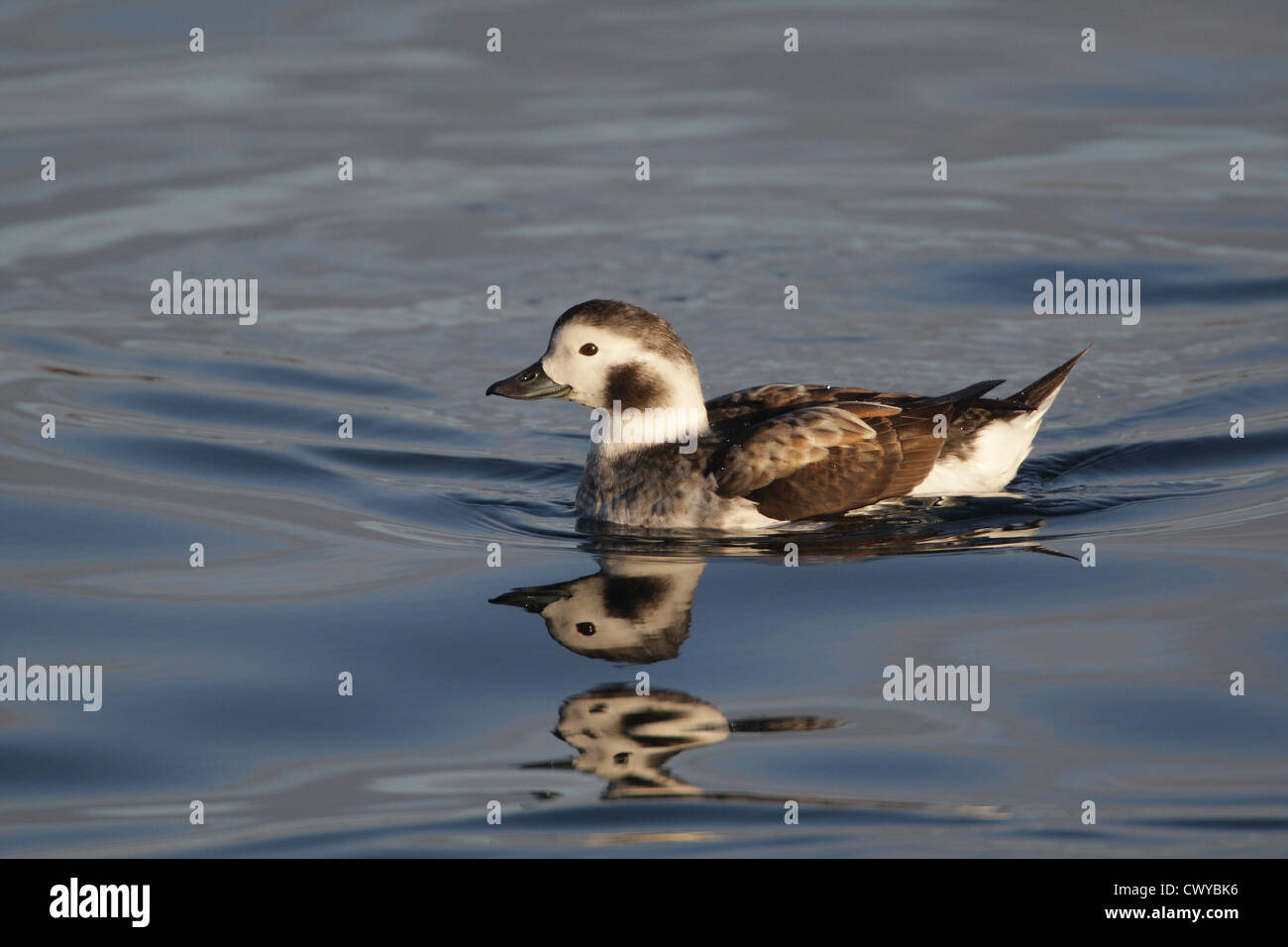 Long Tailed Duck Shetland High Resolution Stock Photography and Images ...