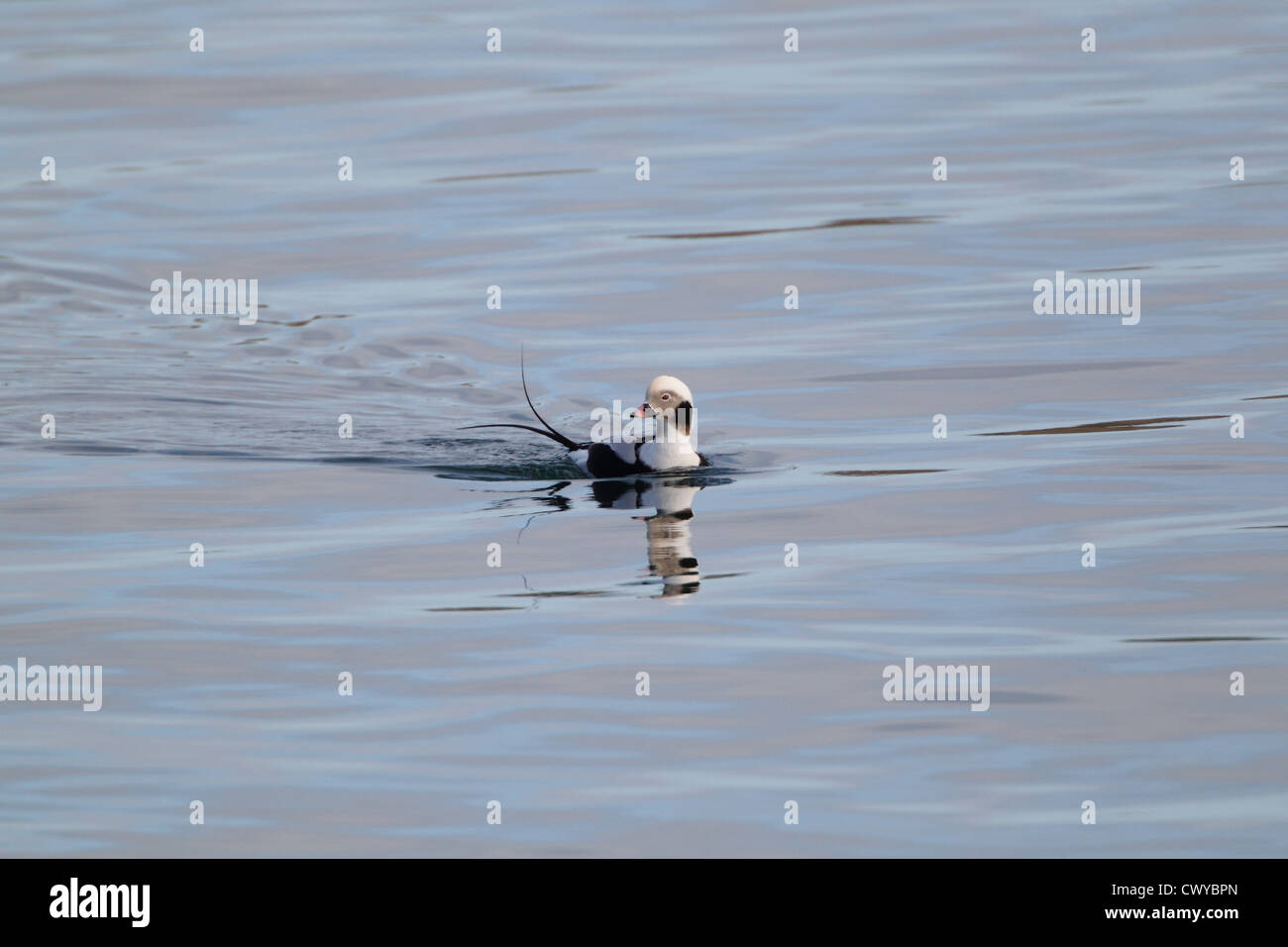 Long tailed duck shetland hi-res stock photography and images - Alamy