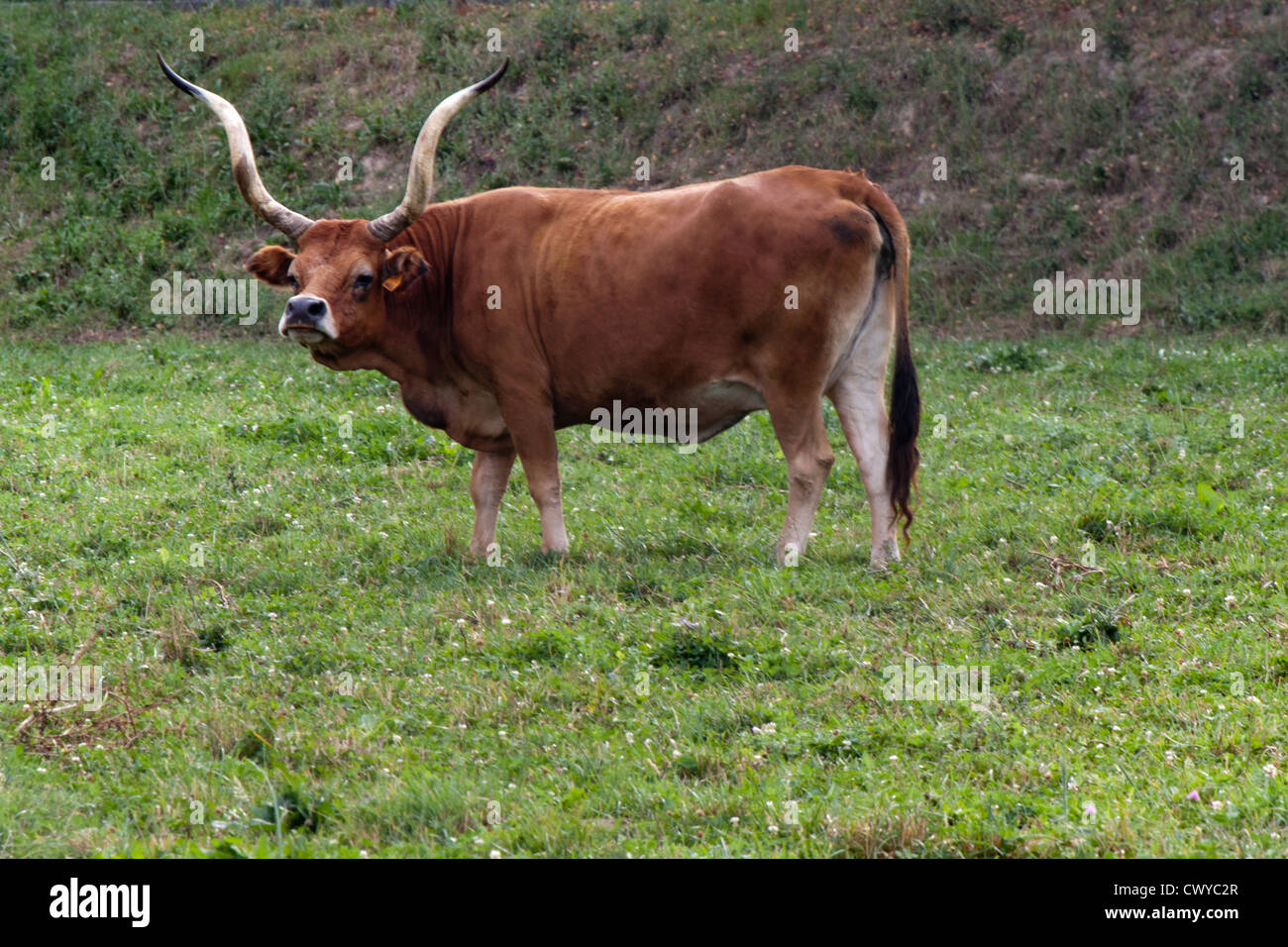 Ox in a green pasture Stock Photo - Alamy