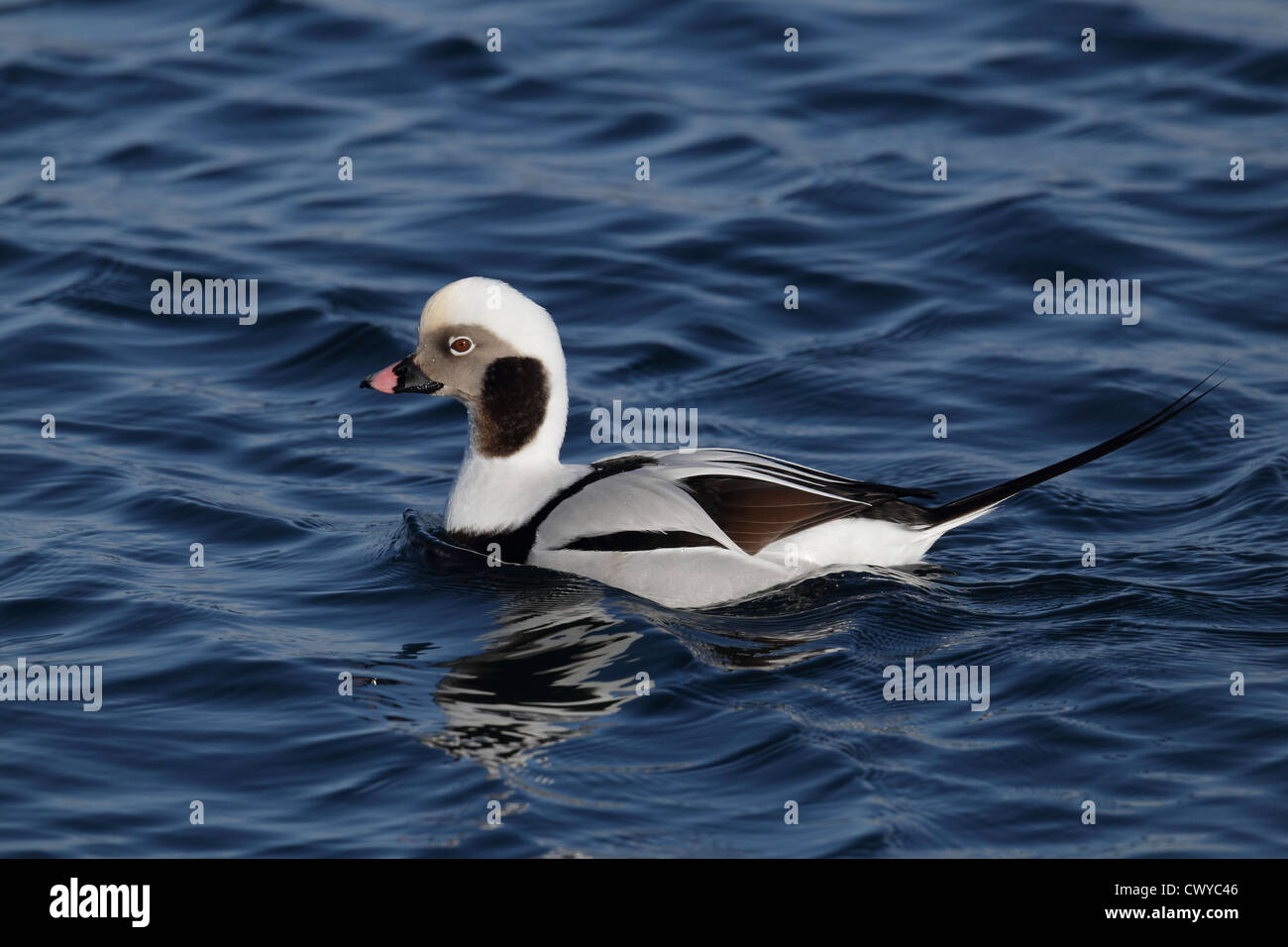 Long-tailed Duck / Oldsquaw Clangula hyemalis, Shetland, Scotland, UK ...