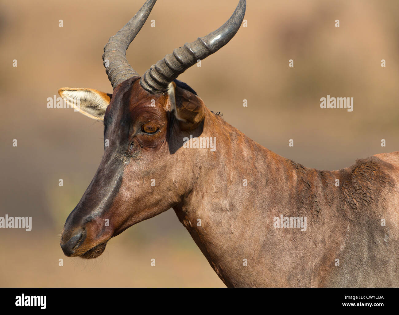 tsessebe antilope portrait Stock Photo - Alamy