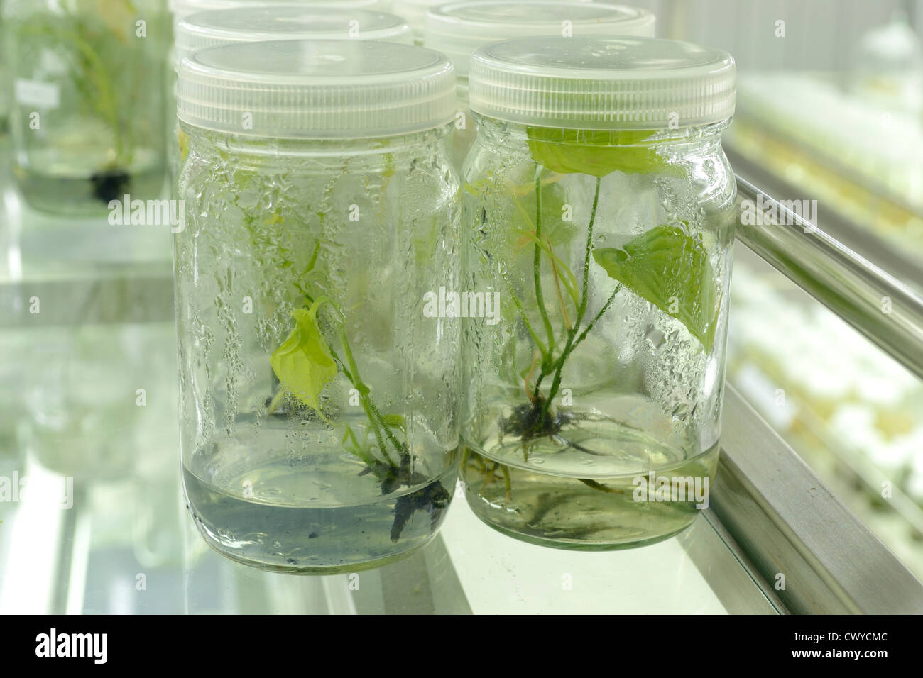 plant tissue culture Stock Photo - Alamy