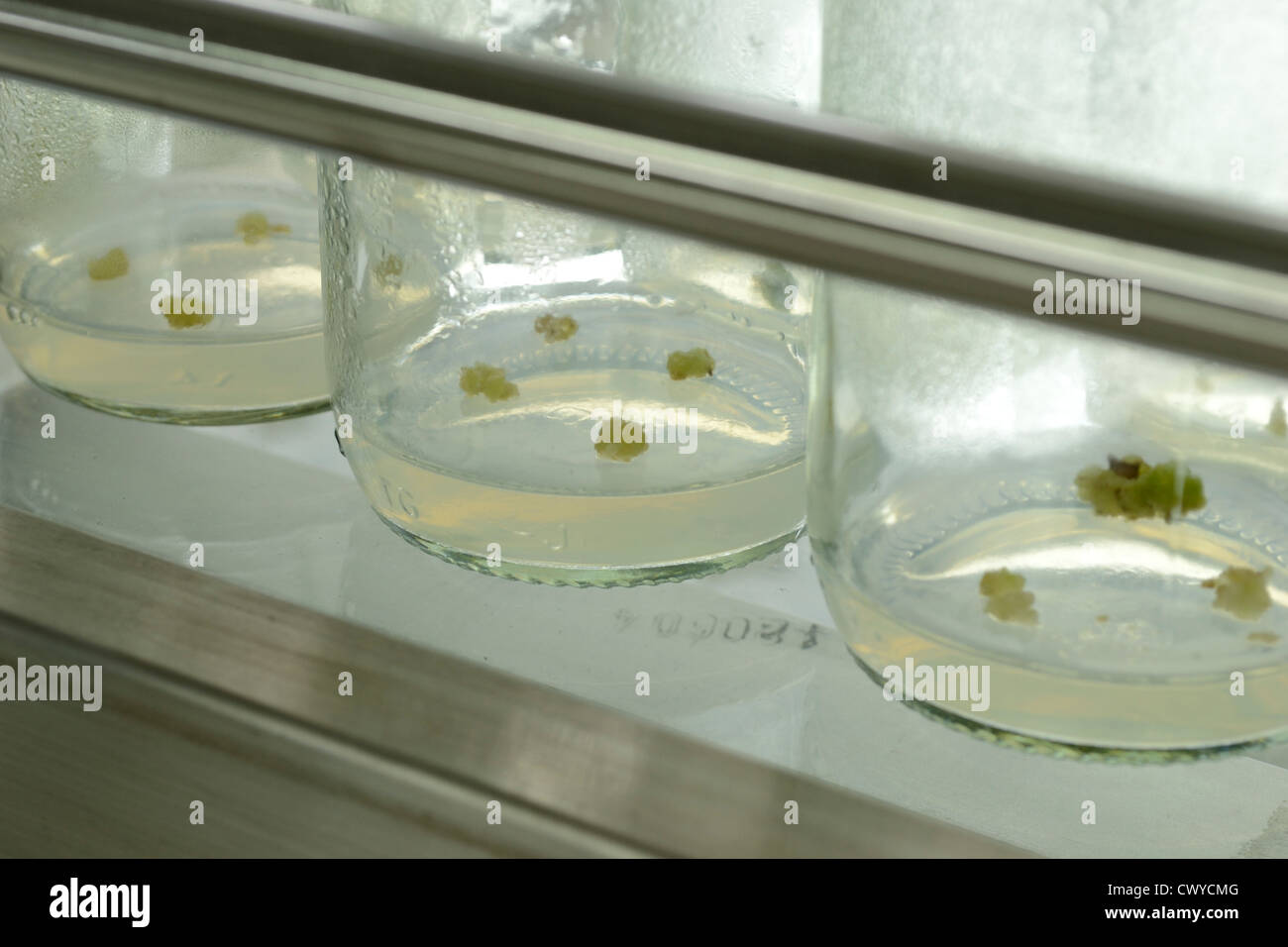 Tissue culture hi-res stock photography and images - Alamy