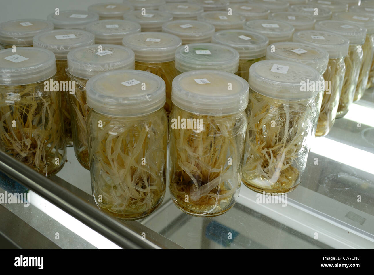 plant tissue culture Stock Photo - Alamy