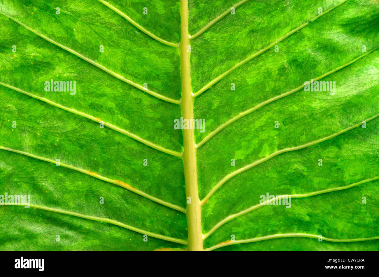 leaf of a plant close up Stock Photo - Alamy