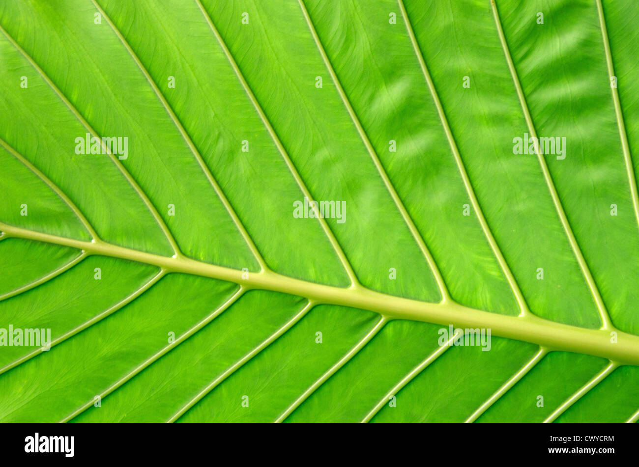 leaf of a plant close up Stock Photo - Alamy