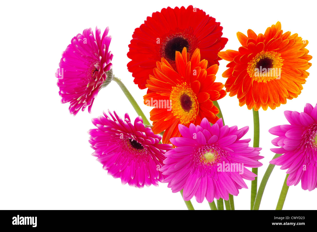 colorful gerberas on white background Stock Photo - Alamy