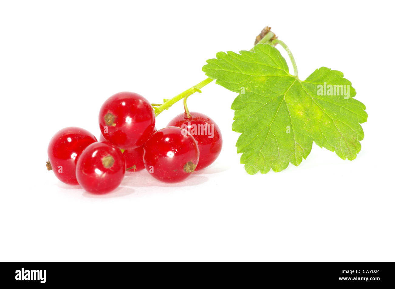 Currant harvesting hi-res stock photography and images - Alamy