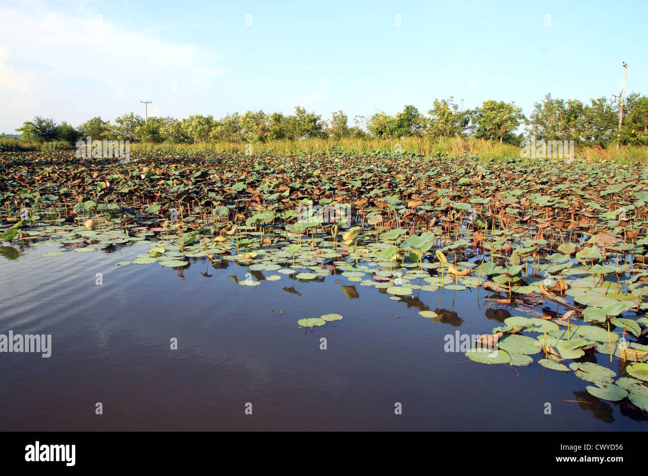 Pond side plant hi-res stock photography and images - Alamy