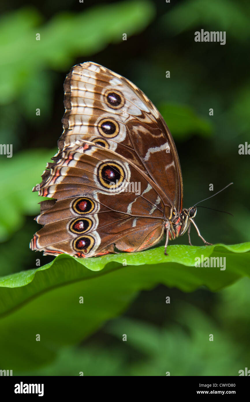 Blue morpho butterfly wing hi-res stock photography and images - Alamy