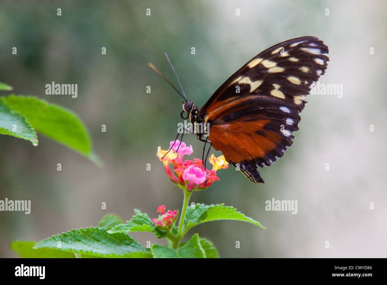Butterfly profile hi-res stock photography and images - Alamy
