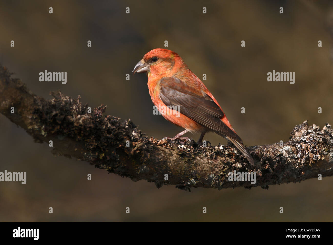 Male Common Crossbill (Loxia curvirostra) perched on branch in forest North Wales UK March 4953 ...