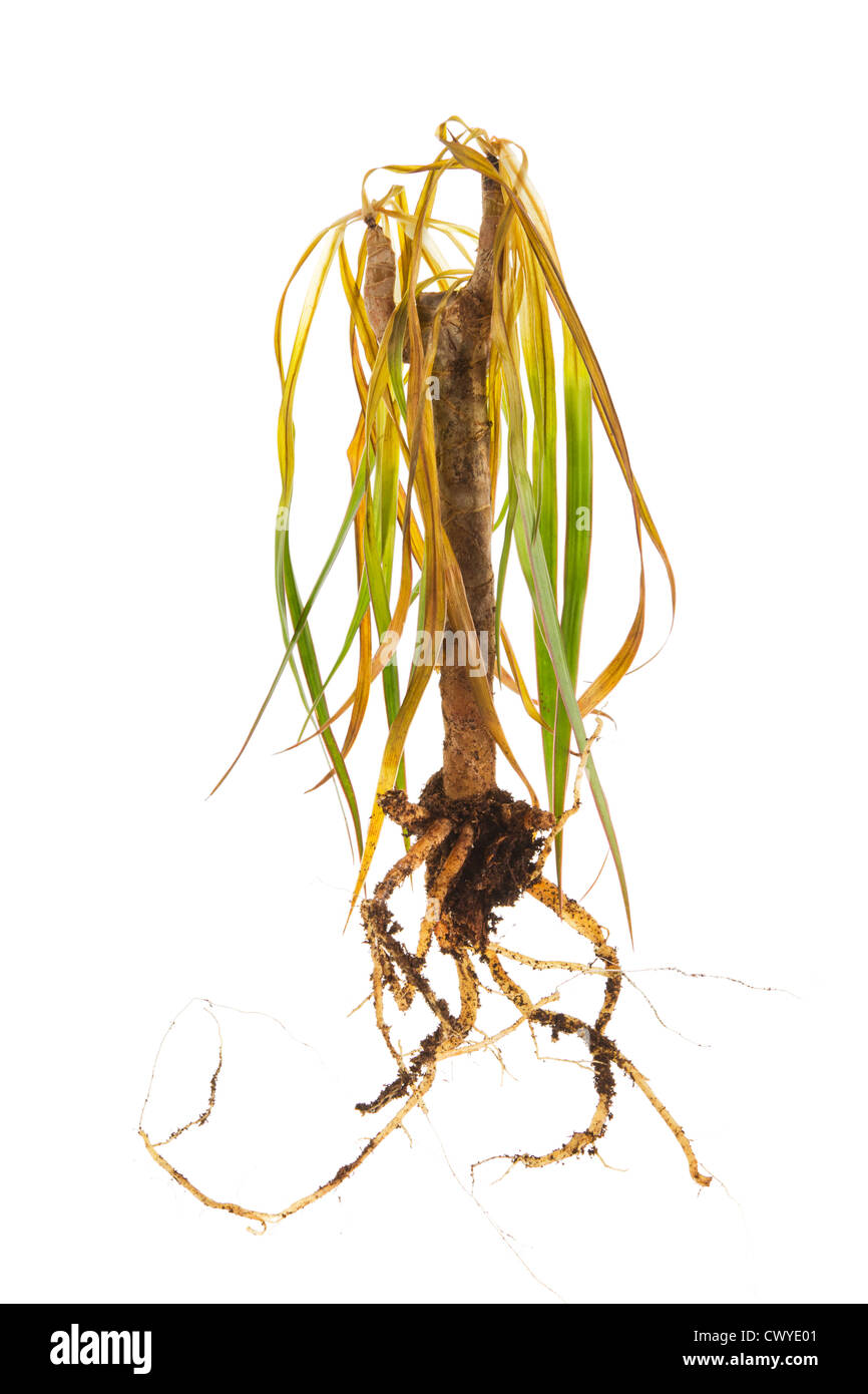 Dry soil dead plant hi-res stock photography and images - Alamy