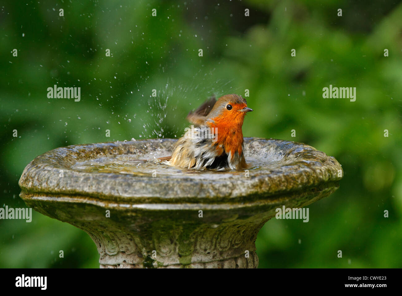 Robin (Erithacus rubecula) bathing in bird bath in garden Cheshire UK ...