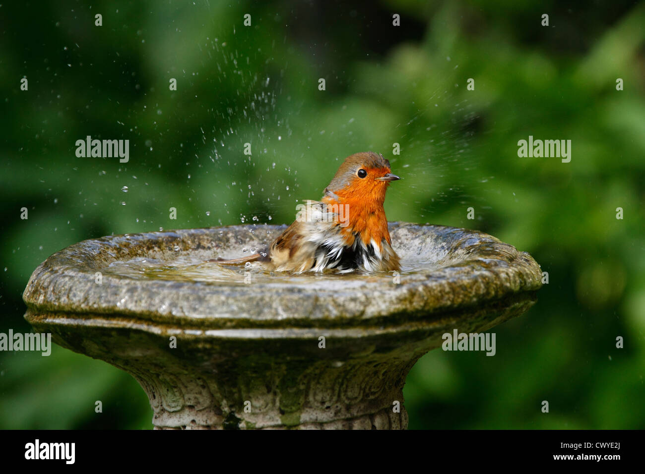 Robin in cheshire hi-res stock photography and images - Alamy