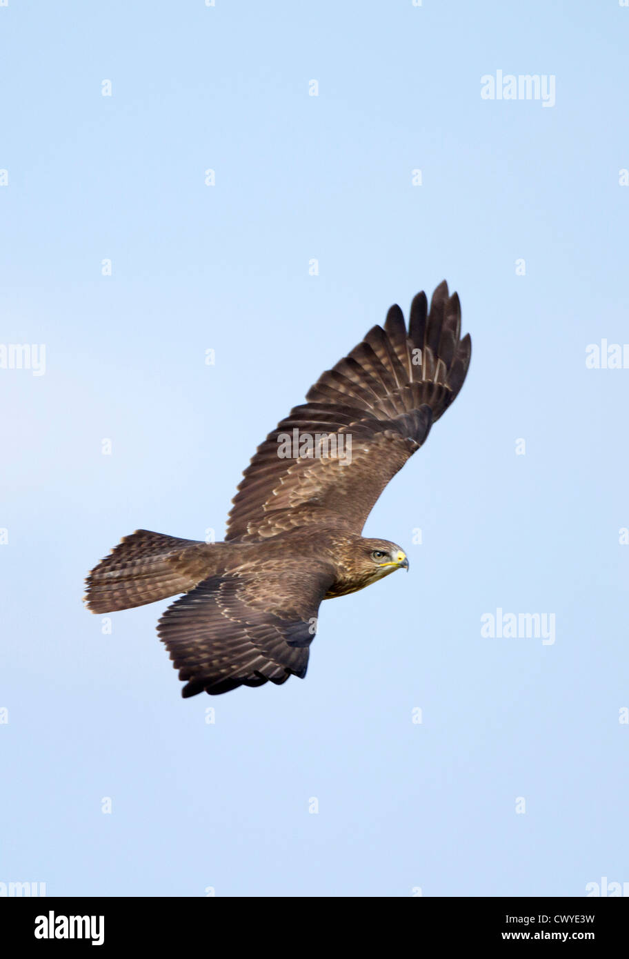 Common buzzard in flight hi-res stock photography and images - Alamy