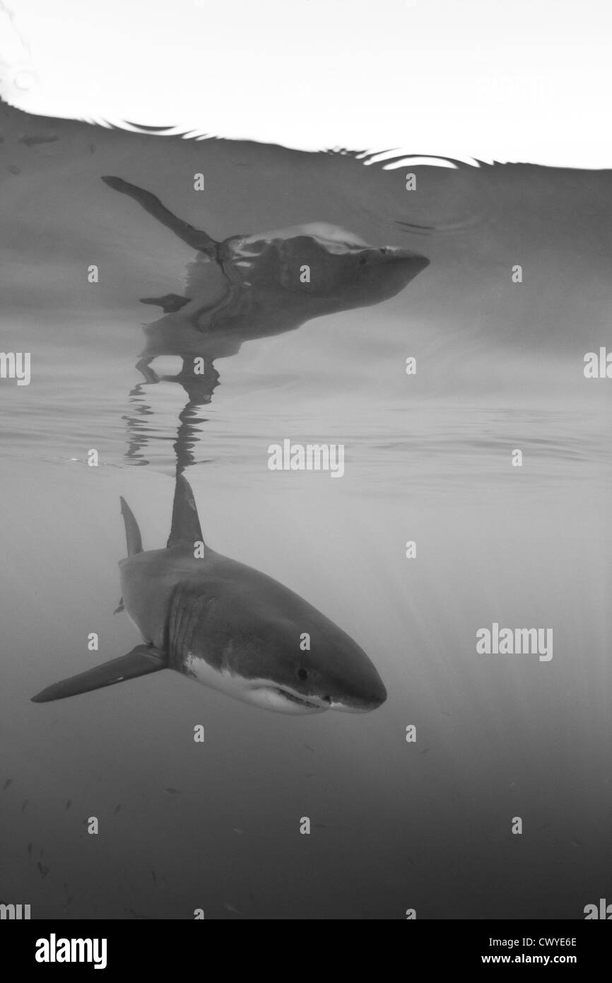 Great white shark seal hunting hi-res stock photography and images - Alamy