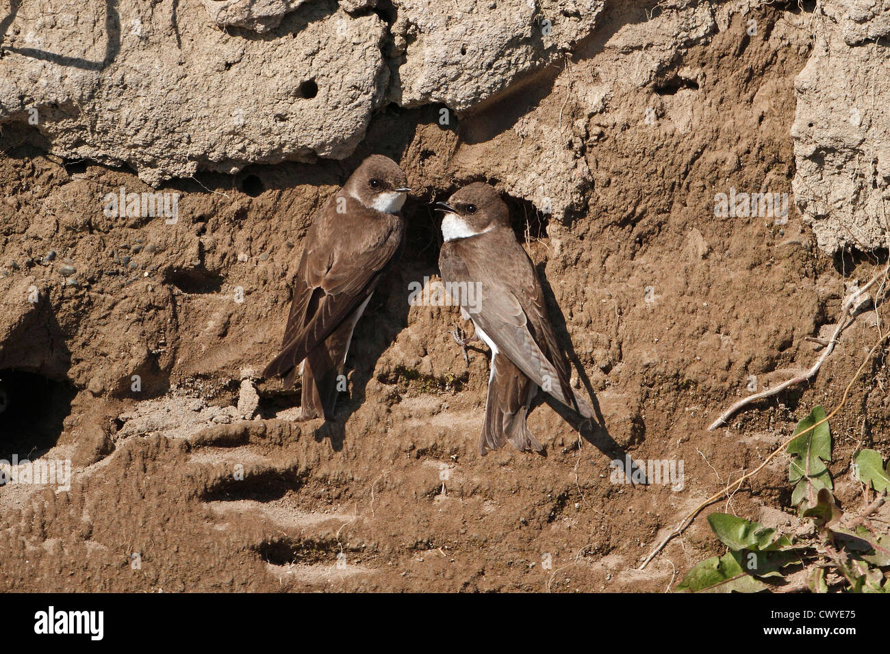 Sand Martin (Riparia riparia) pair at nest hole on river bank - right ...