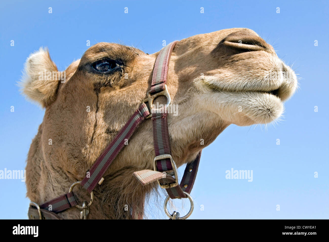 Dromedary's Profile: closeup of head of dromedary Stock Photo - Alamy