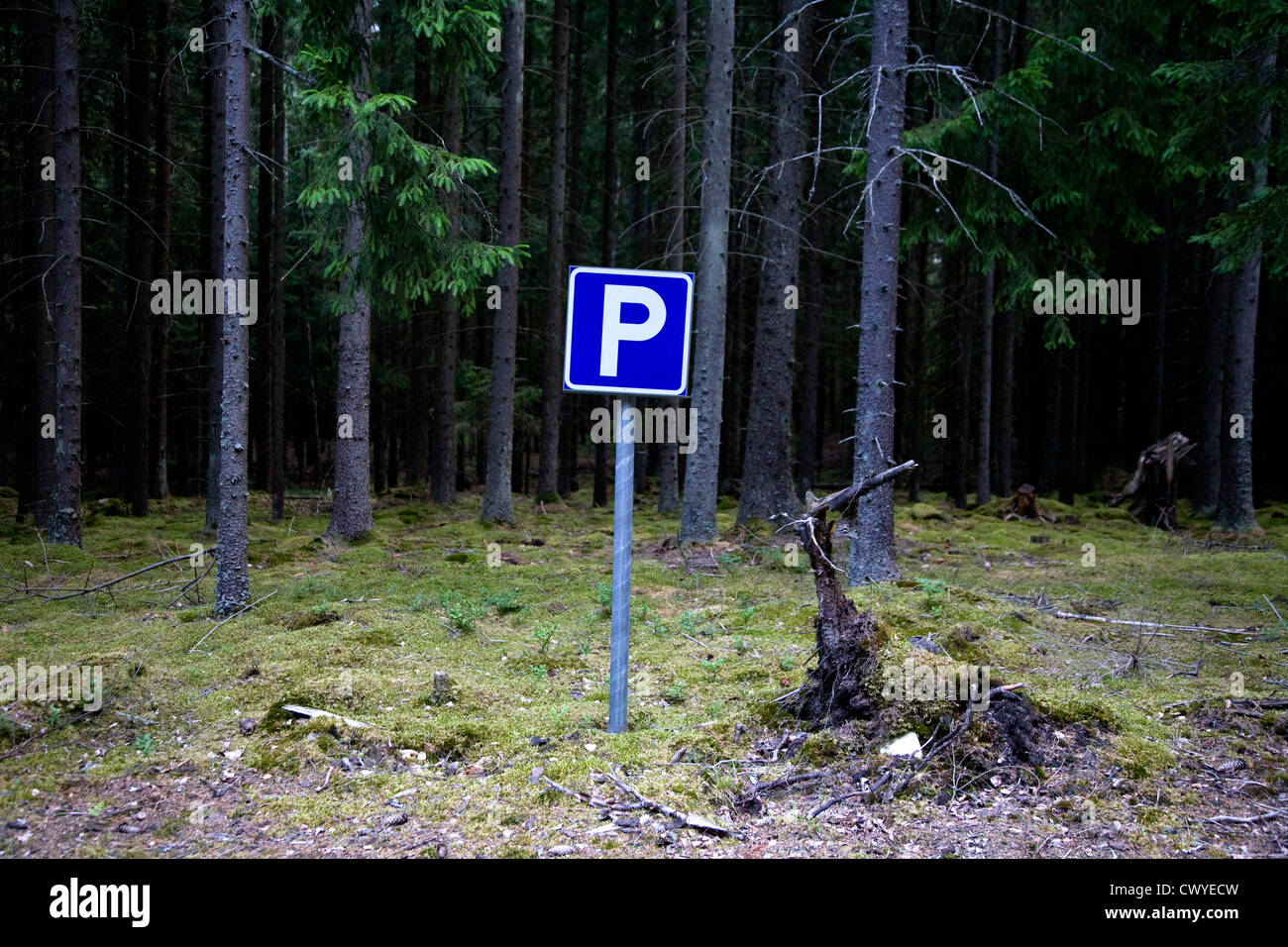 Parking in the forest Stock Photo - Alamy
