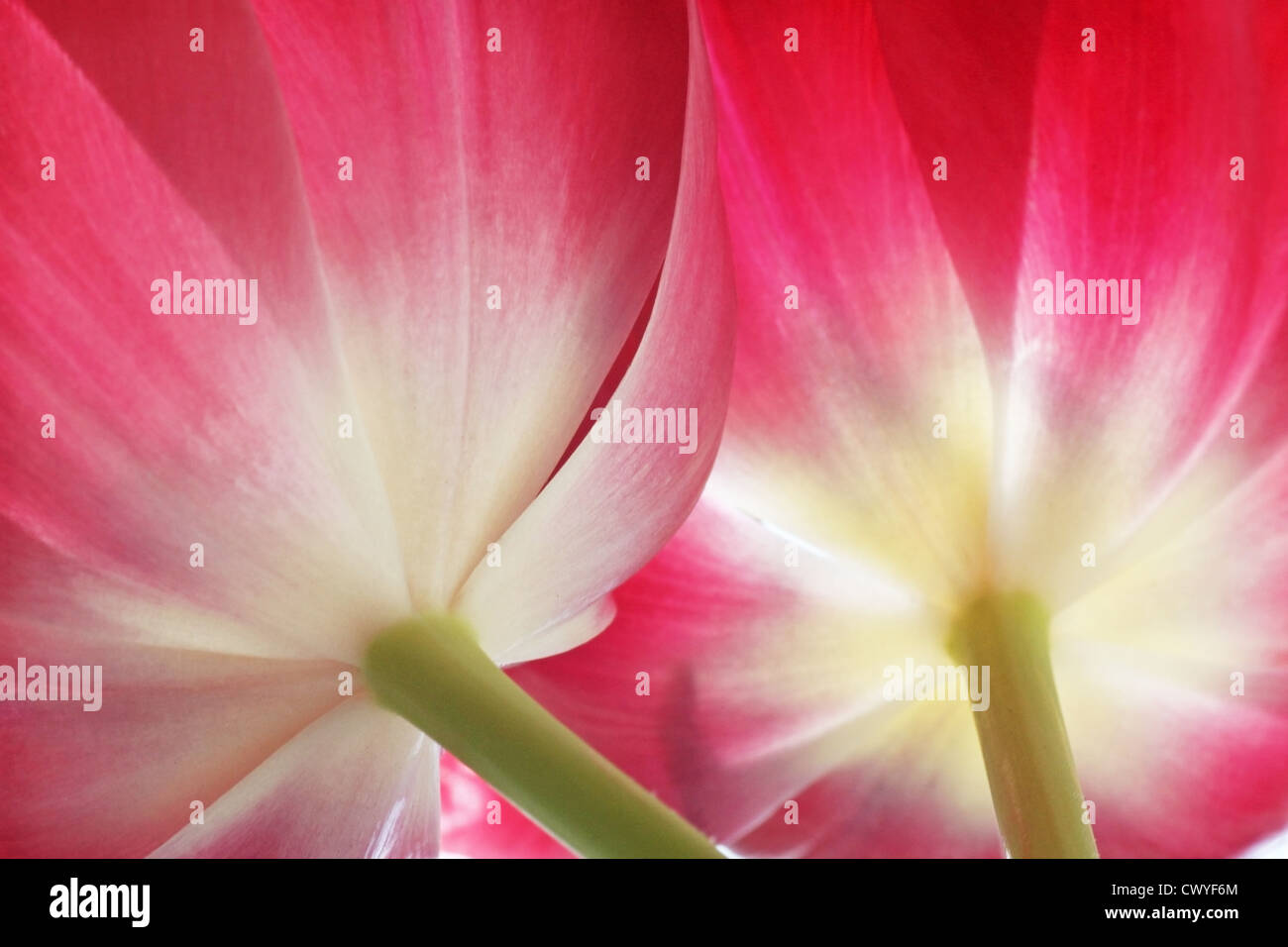 Bottom of flower hi-res stock photography and images - Alamy