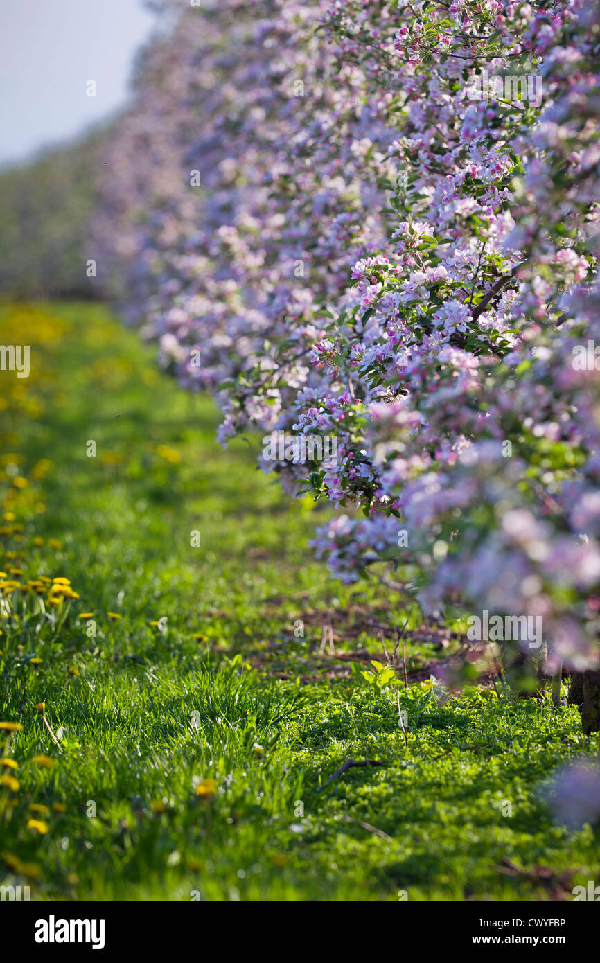 Flowering apple trees, Altes Land, Lower Saxony, Germany, Europe Stock ...