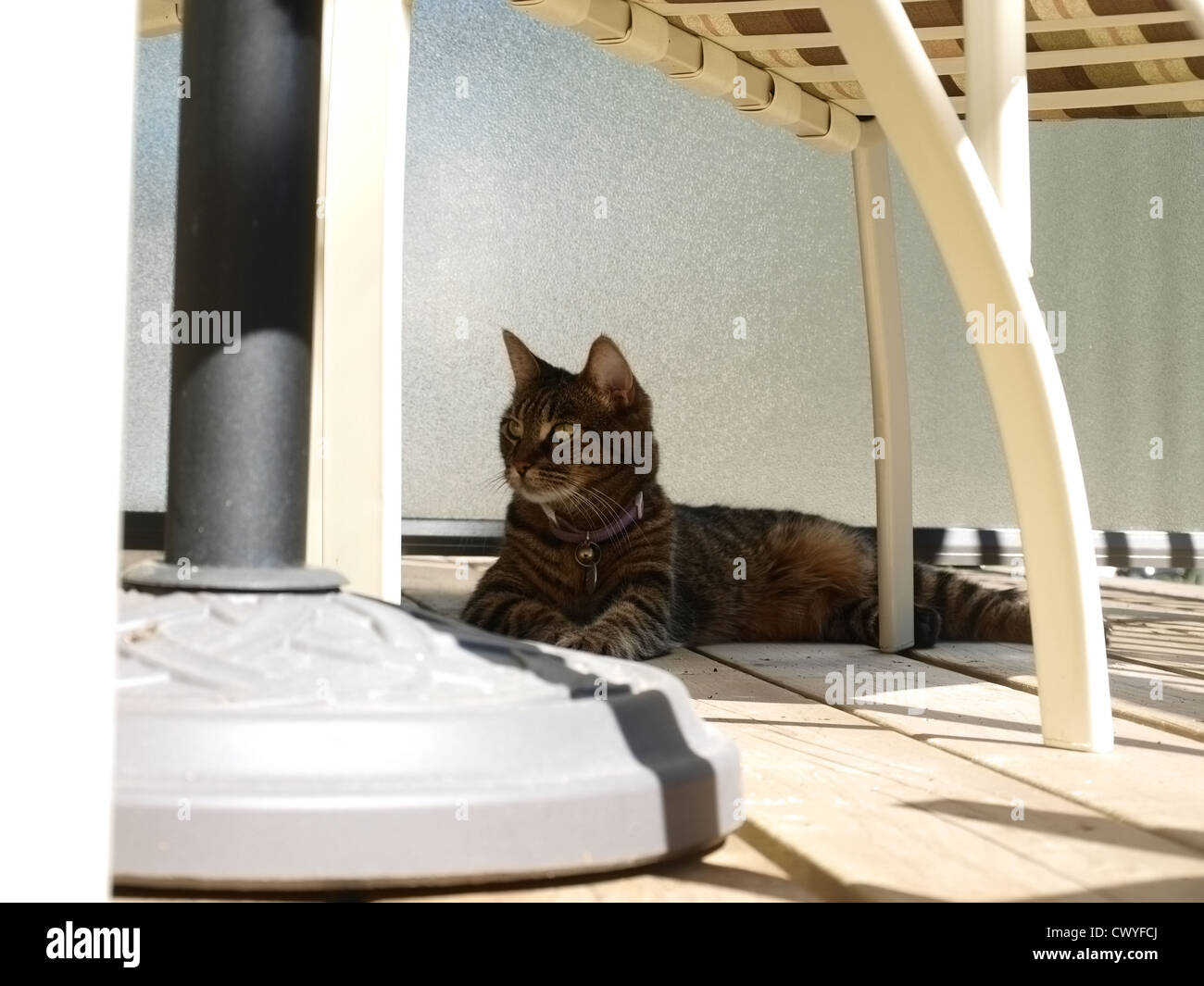 Cats day in the sun Stock Photo - Alamy
