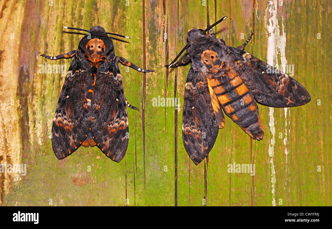Two Acherontia atropos Stock Photo - Alamy