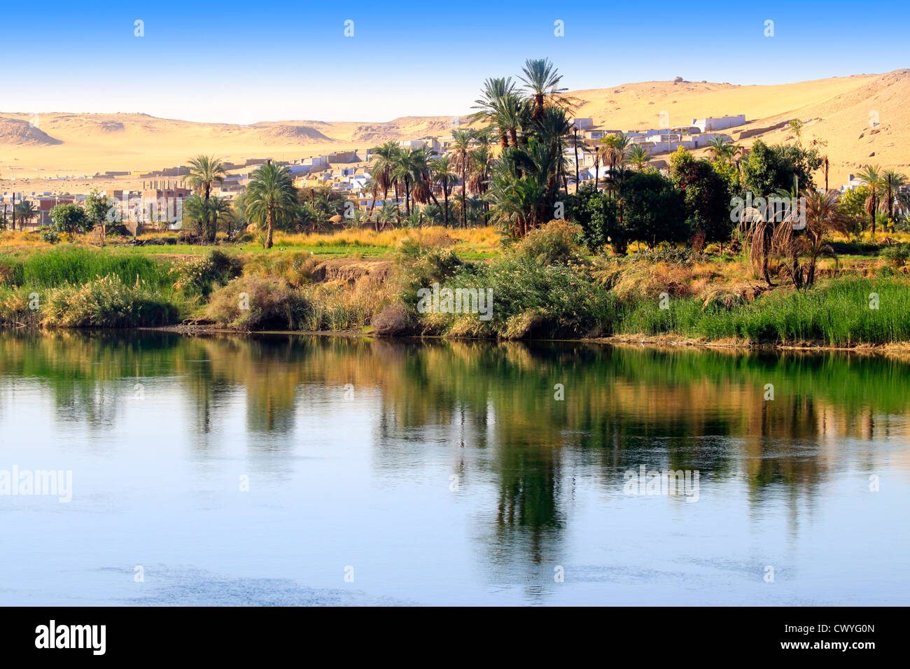 Desert plants egypt hi-res stock photography and images - Alamy